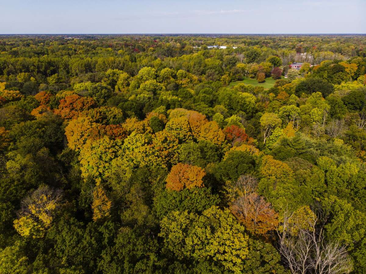Photos: Autumn leaves in Midland, as seen from a drone