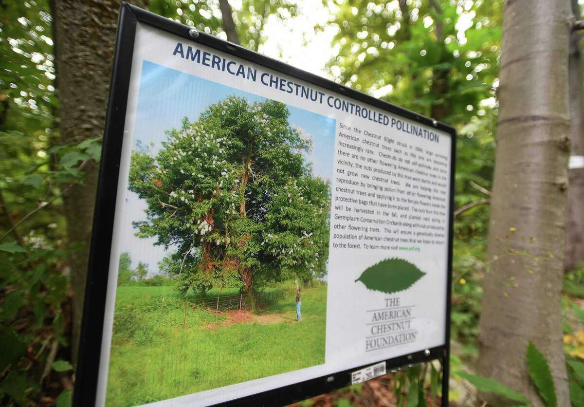 A day of hope in Shelton and disappointment in Ansonia for the American ...