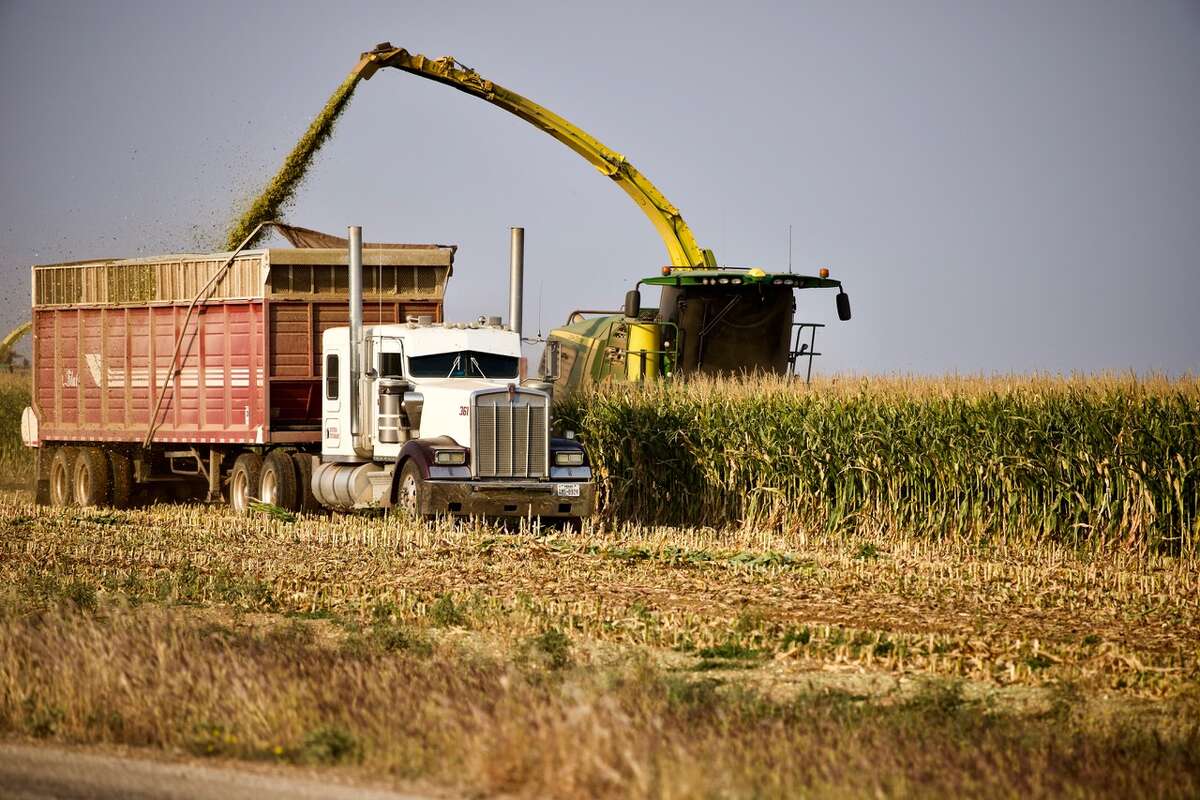 Farmers begin cutting corn for silage