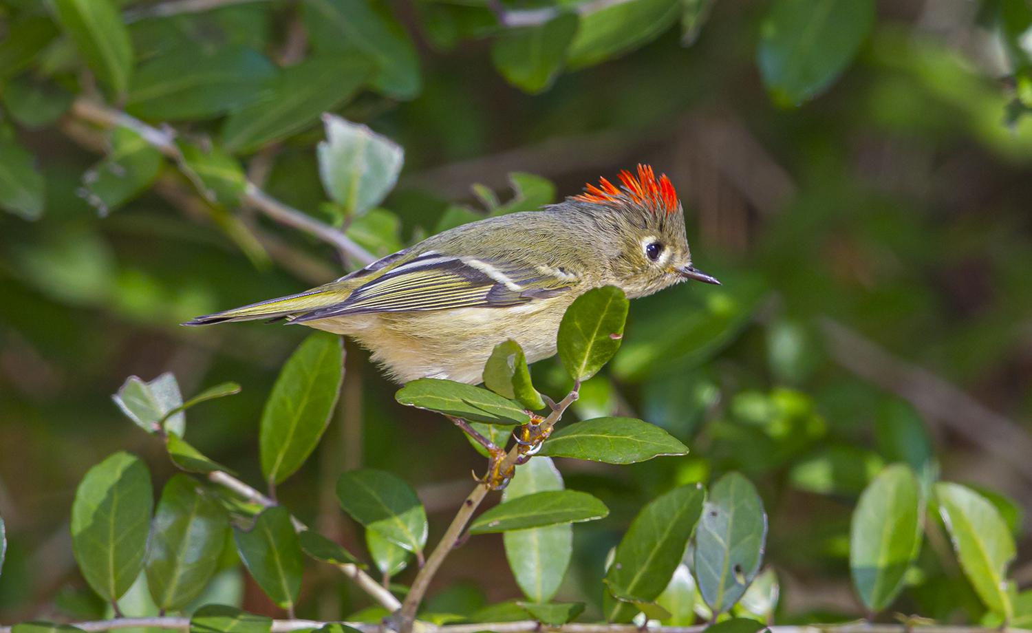 Here’s how to help those hungry birds arriving for winter