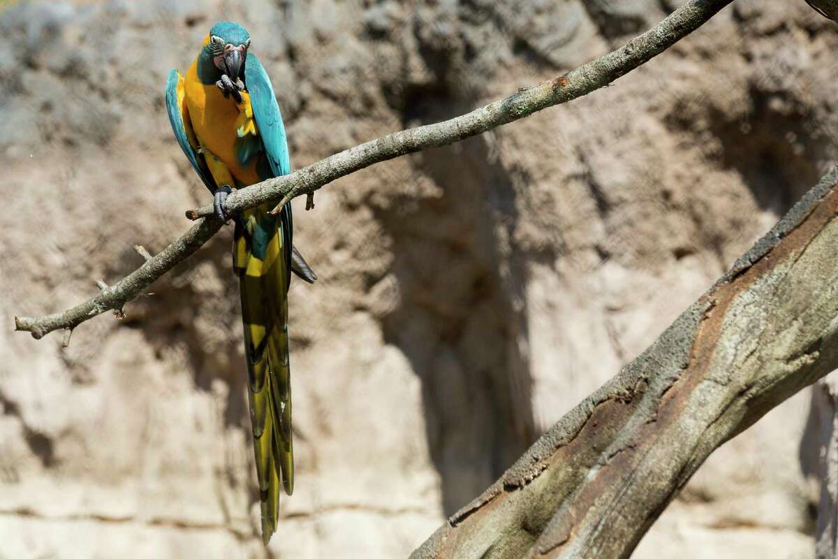 Houston Zoo unveils its first-in-the-nation Pantanal exhibit
