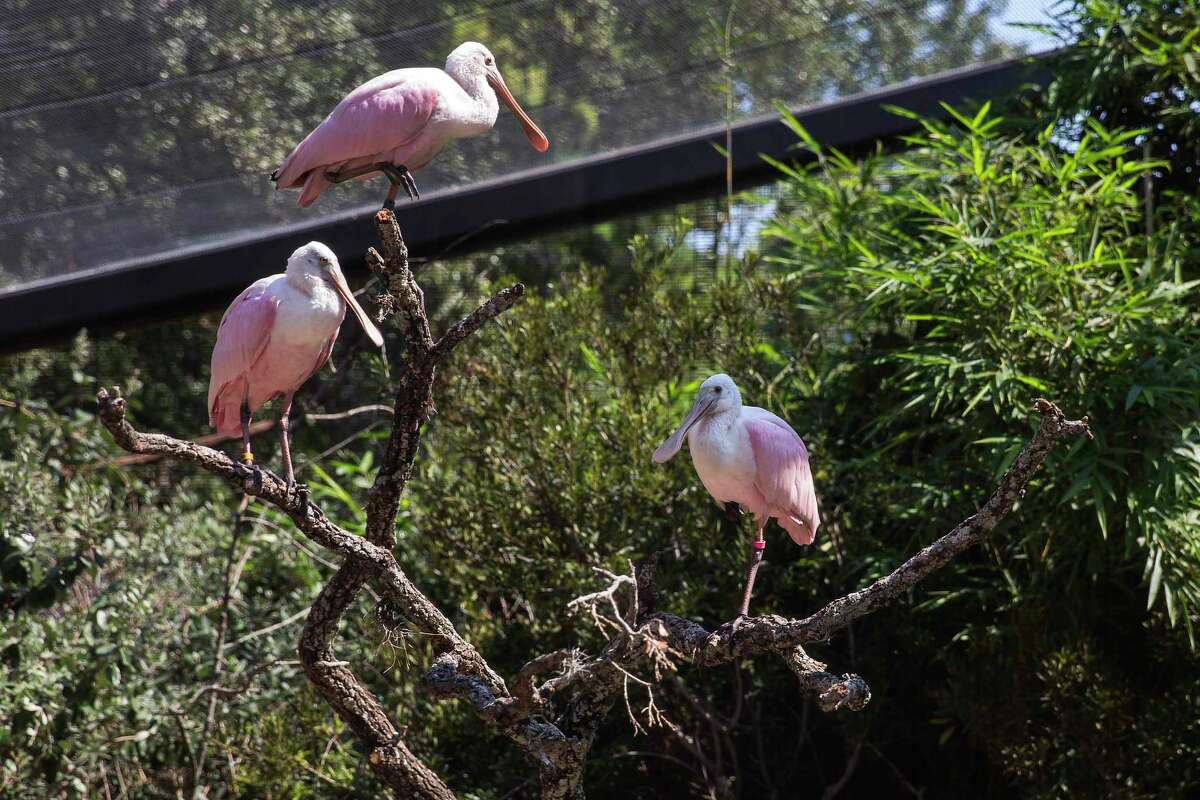 Houston Zoo unveils its first-in-the-nation Pantanal exhibit