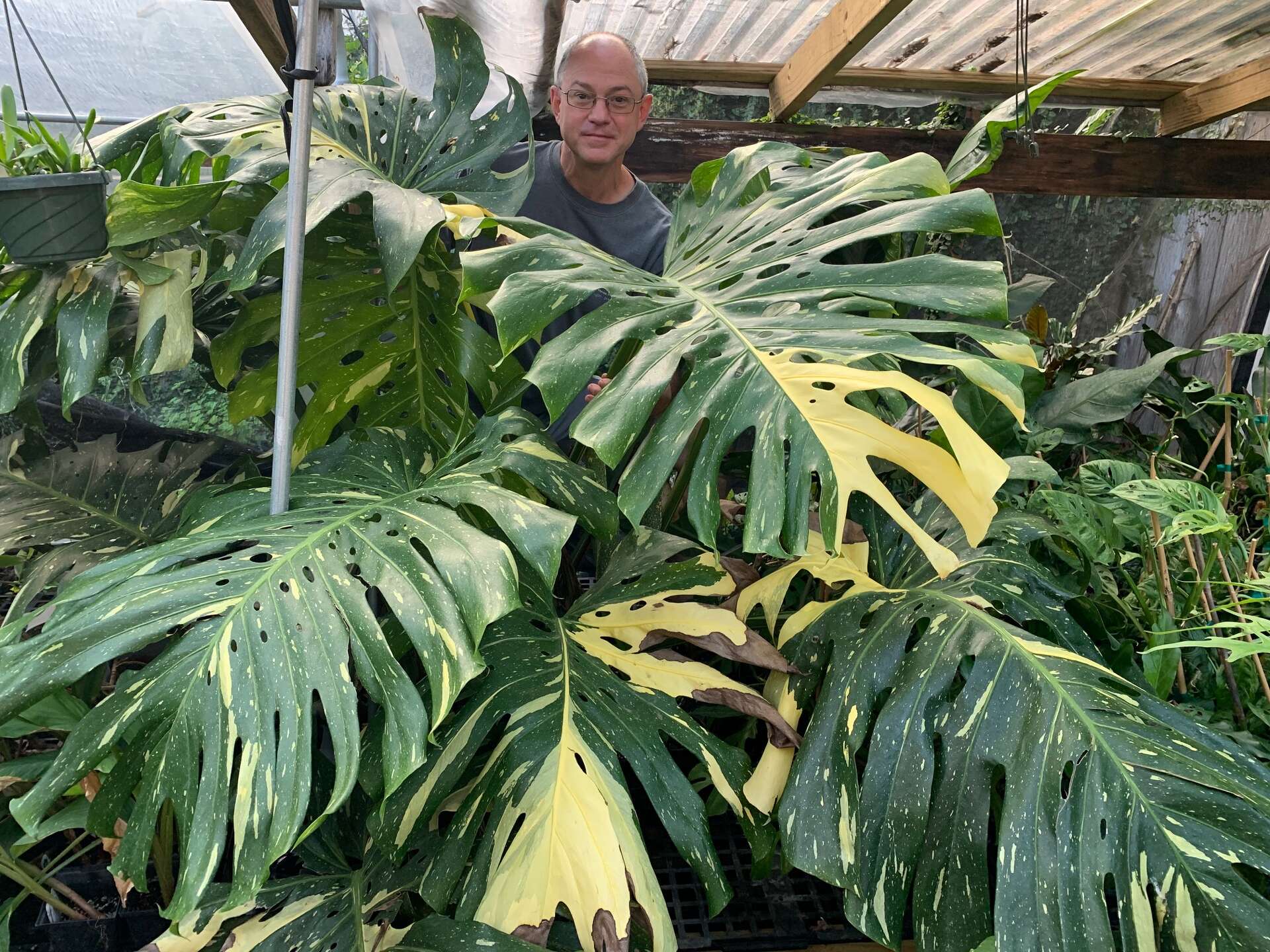 Houston's best nurseries for indoor and outdoor plants