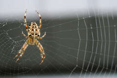 Seattle's Spider season is here, but don't be afraid, experts say