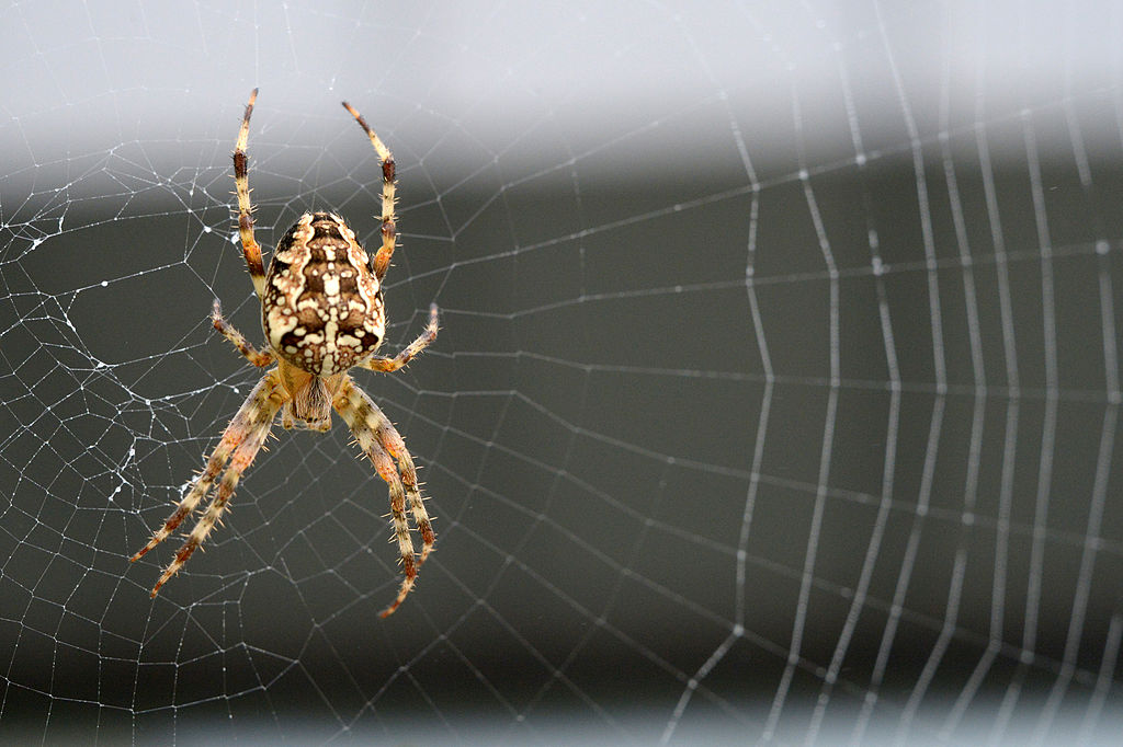 Seattle's Spider season is here, but don't be afraid, experts say