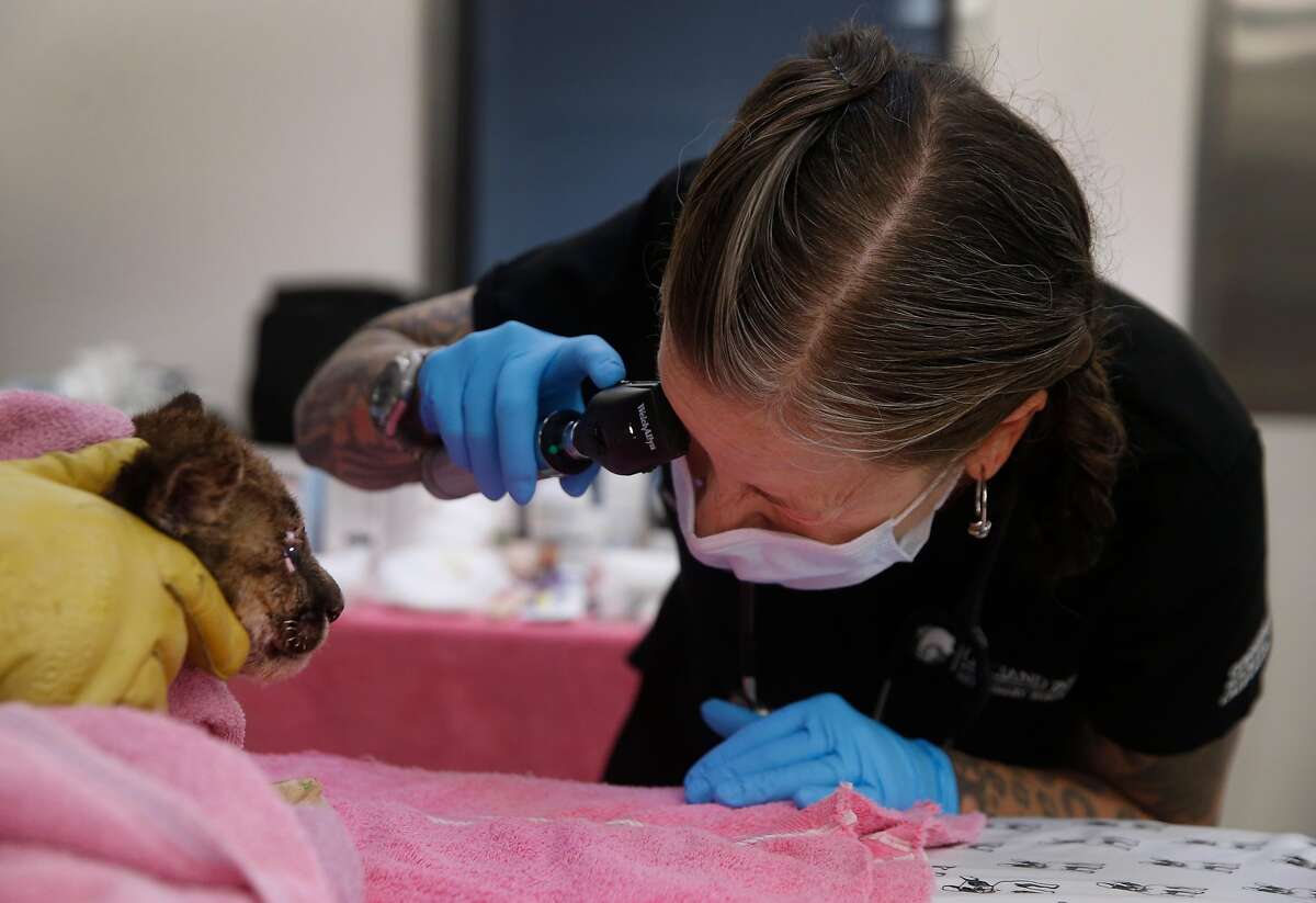 The singed whiskers of the climate crisis: Rescued cub still fighting ...