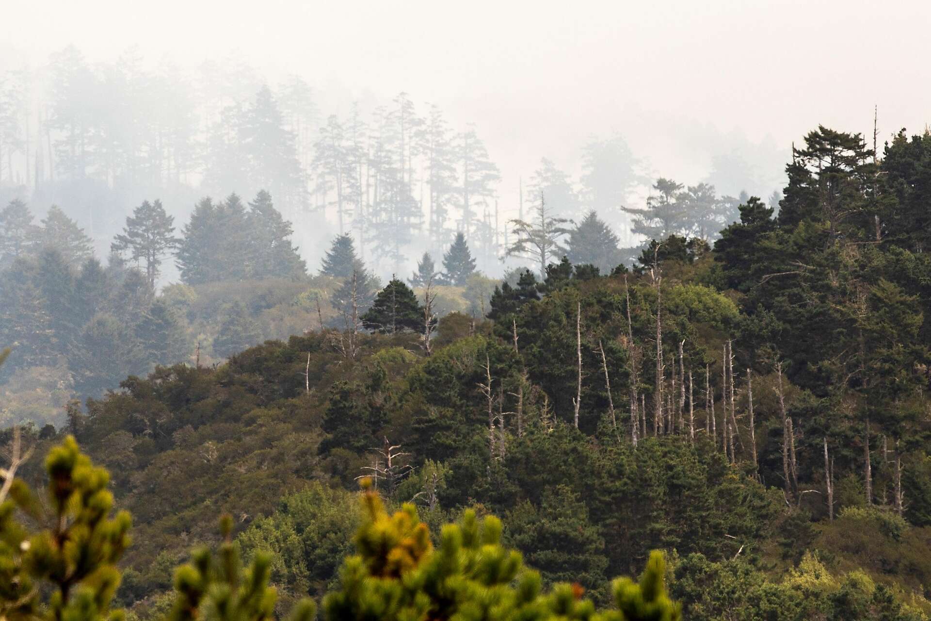 ‘Silver lining’ in wake of Point Reyes wildfire
