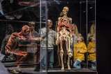More than 100 bodies on display as ‘Body Worlds’ returns to HMNS