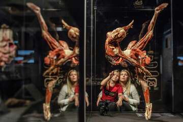 More than 100 bodies on display as ‘Body Worlds’ returns to HMNS