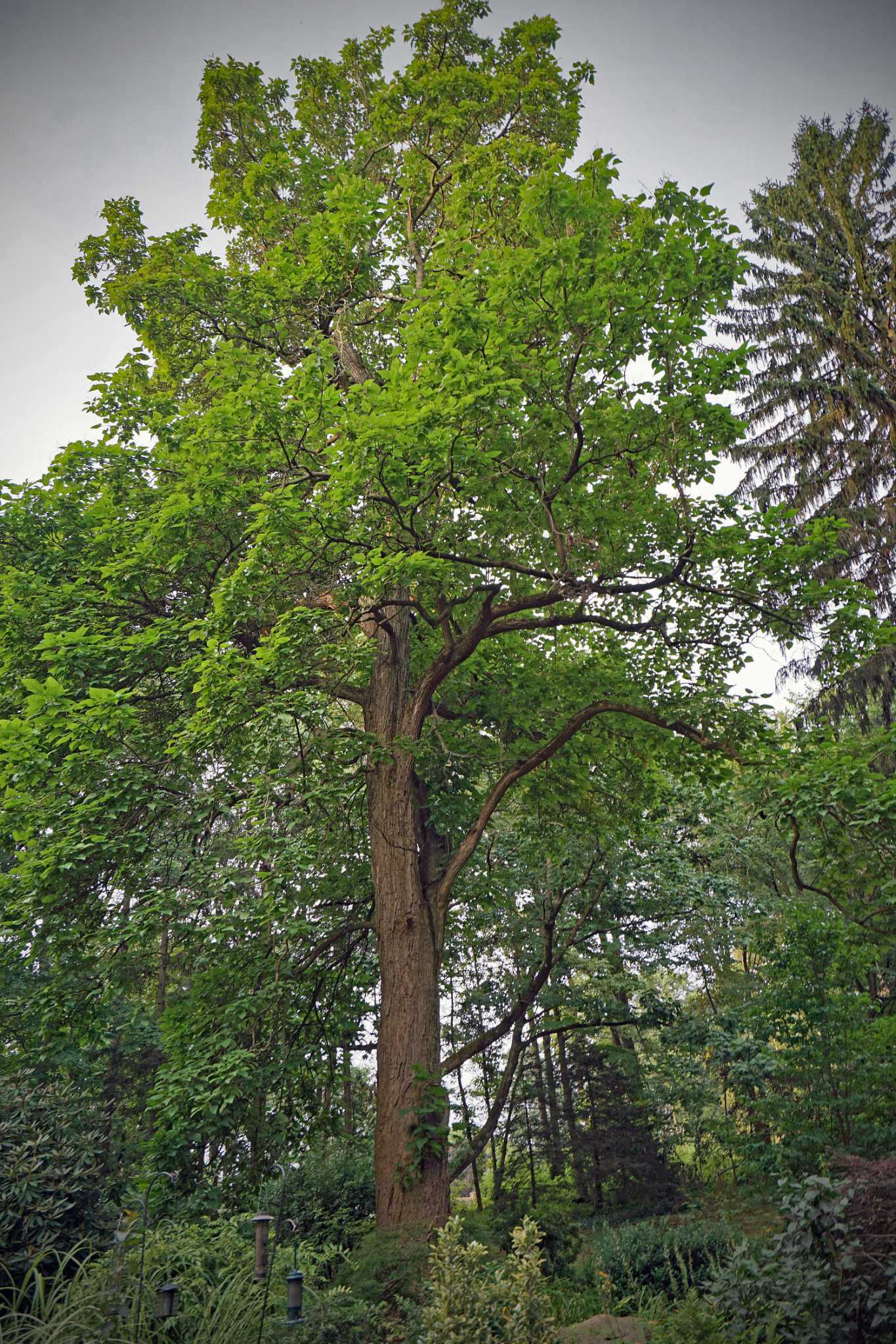 Hamden’s notable tree announced