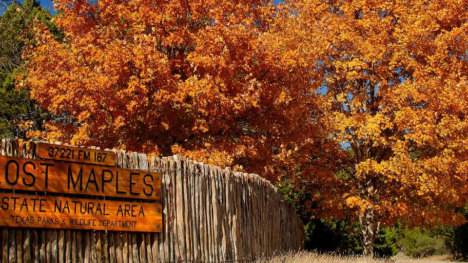 Where to see the most colorful fall leaves in Texas