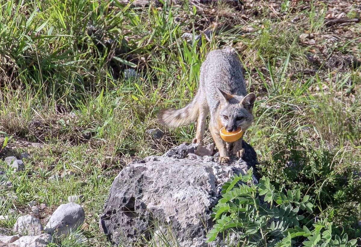 S.A.’s Common Critters: San Antonio’s gray foxes becoming more visible ...