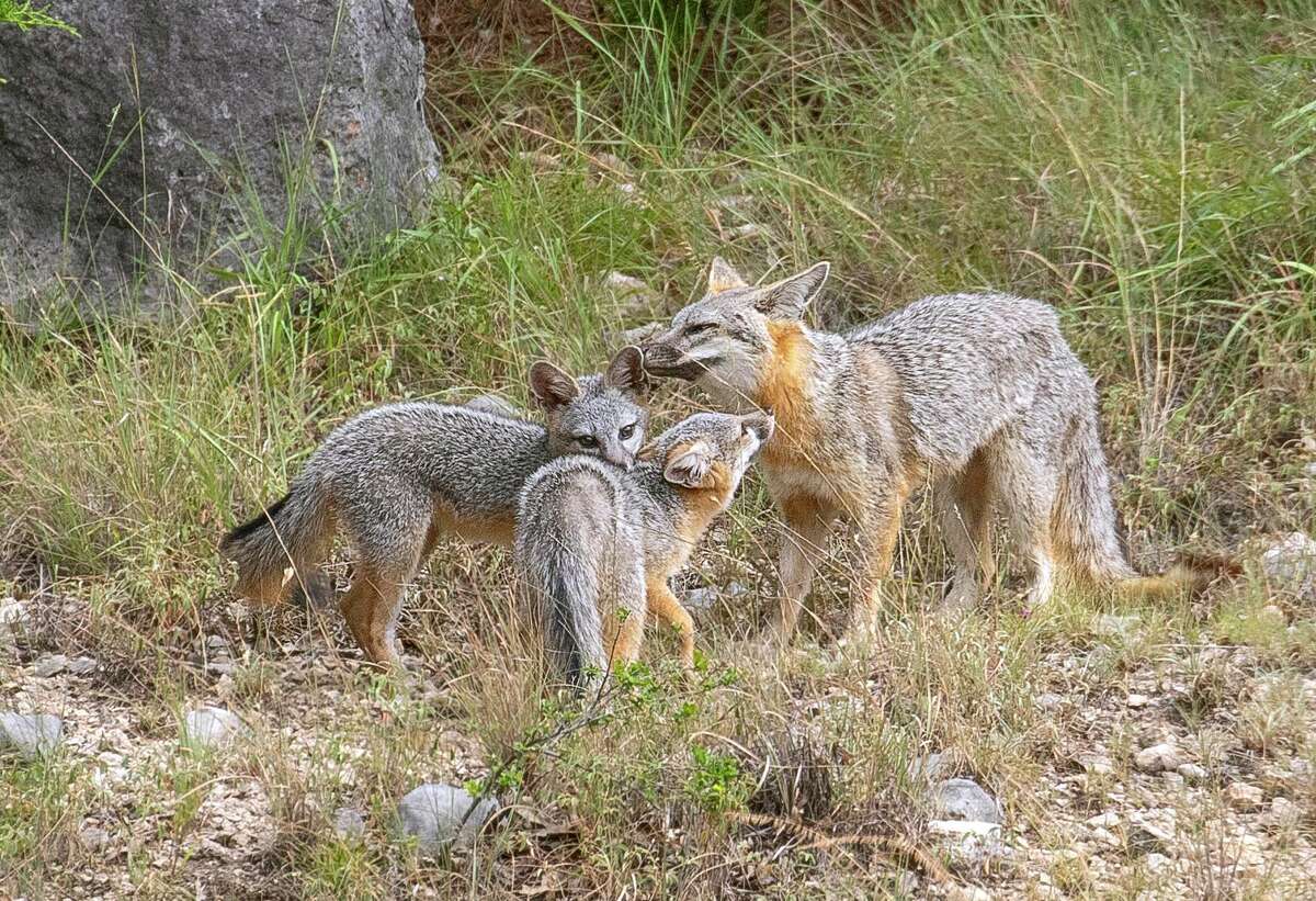 S.A.’s Common Critters: San Antonio’s gray foxes becoming more visible ...