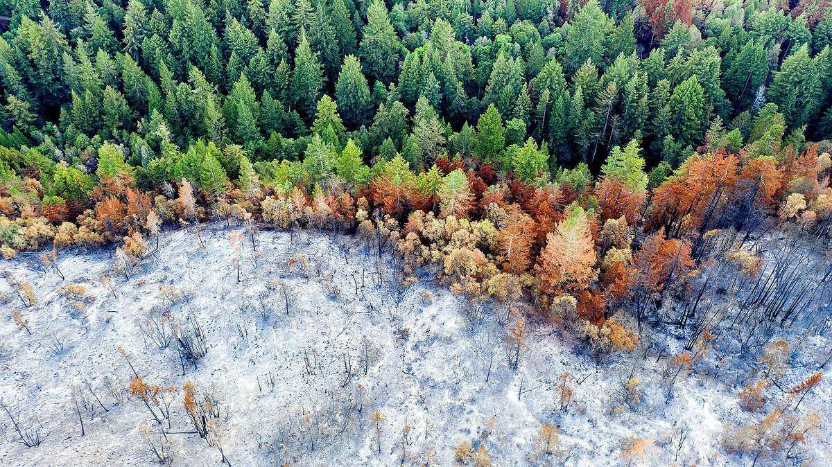 After CZU fire scorched Santa Cruz Mountains, some parks reopen, others ...