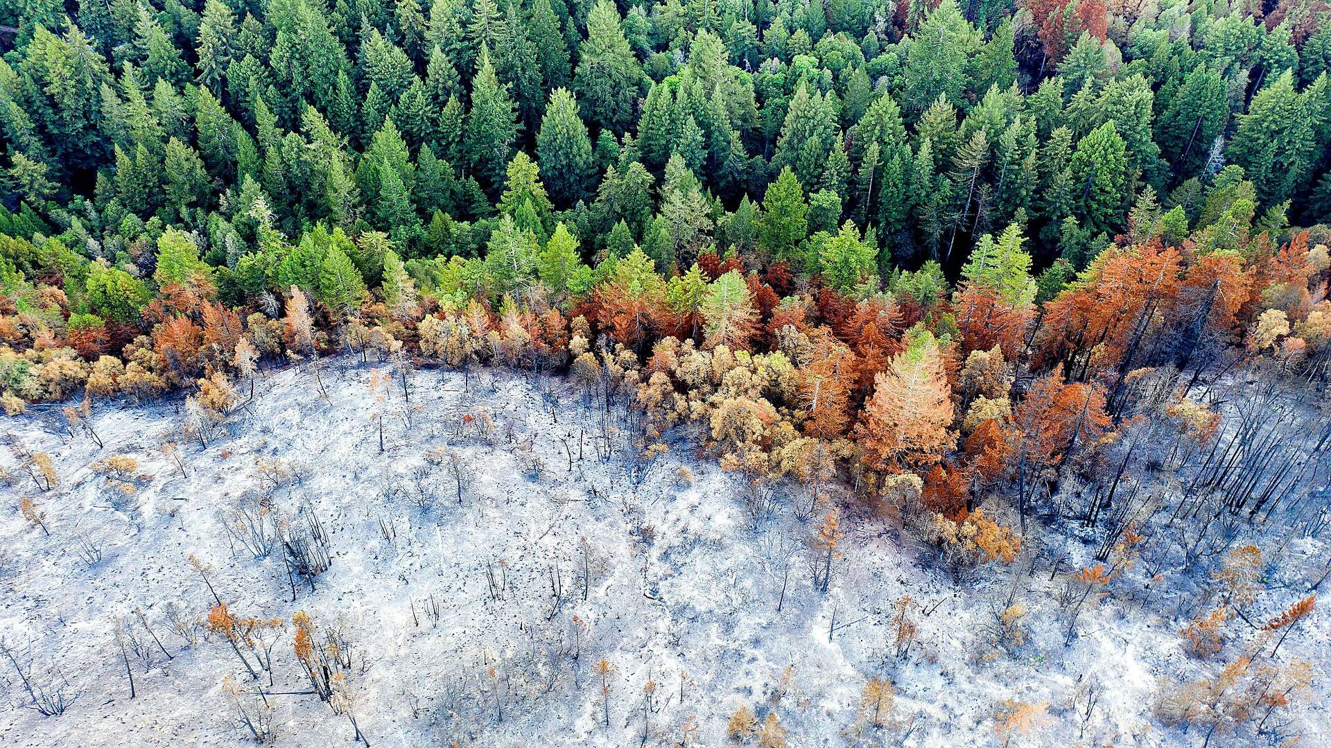 After CZU fire scorched Santa Cruz Mountains, some parks reopen, others ...