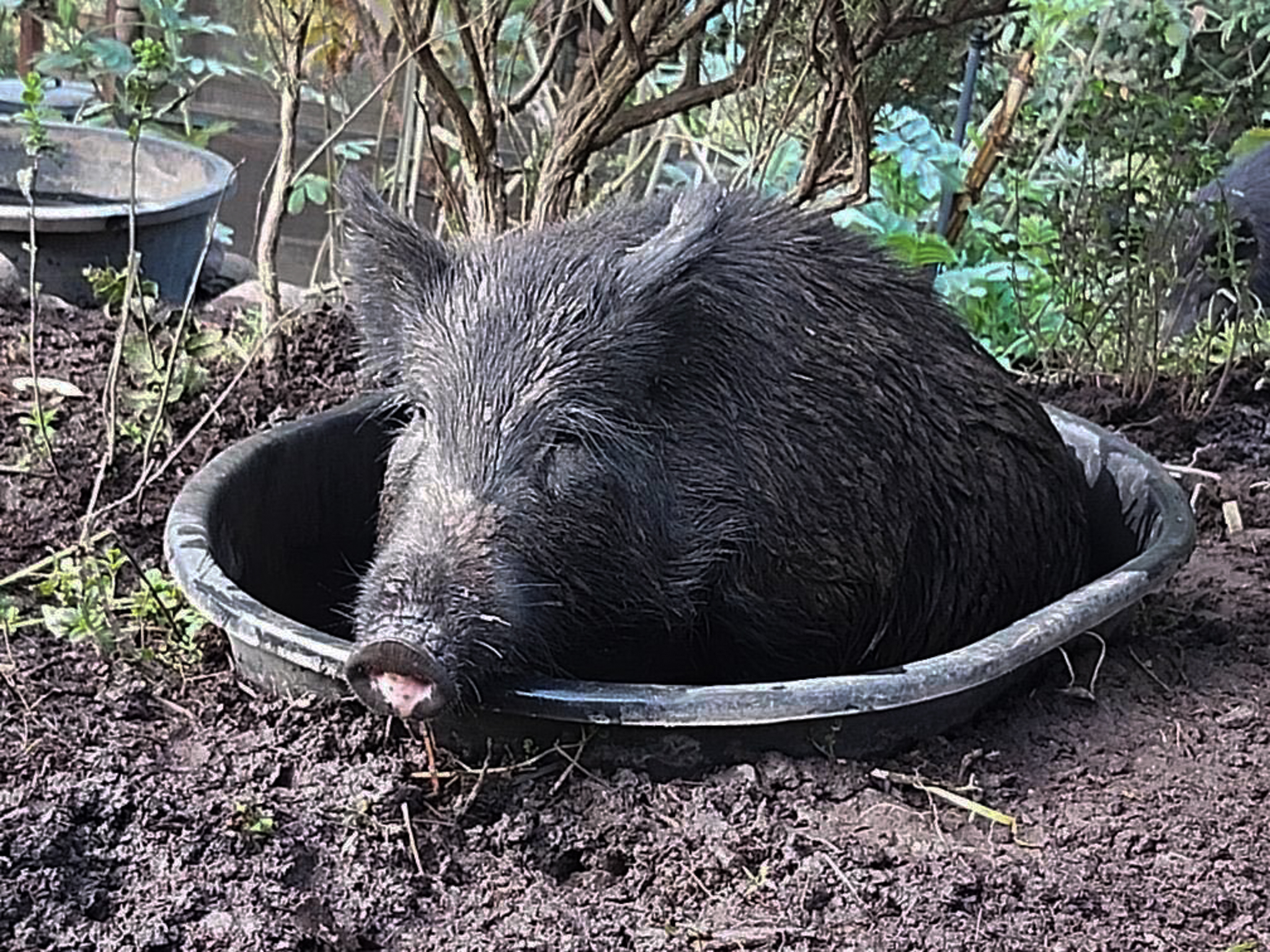Unexpected wildlife showing up in backyards