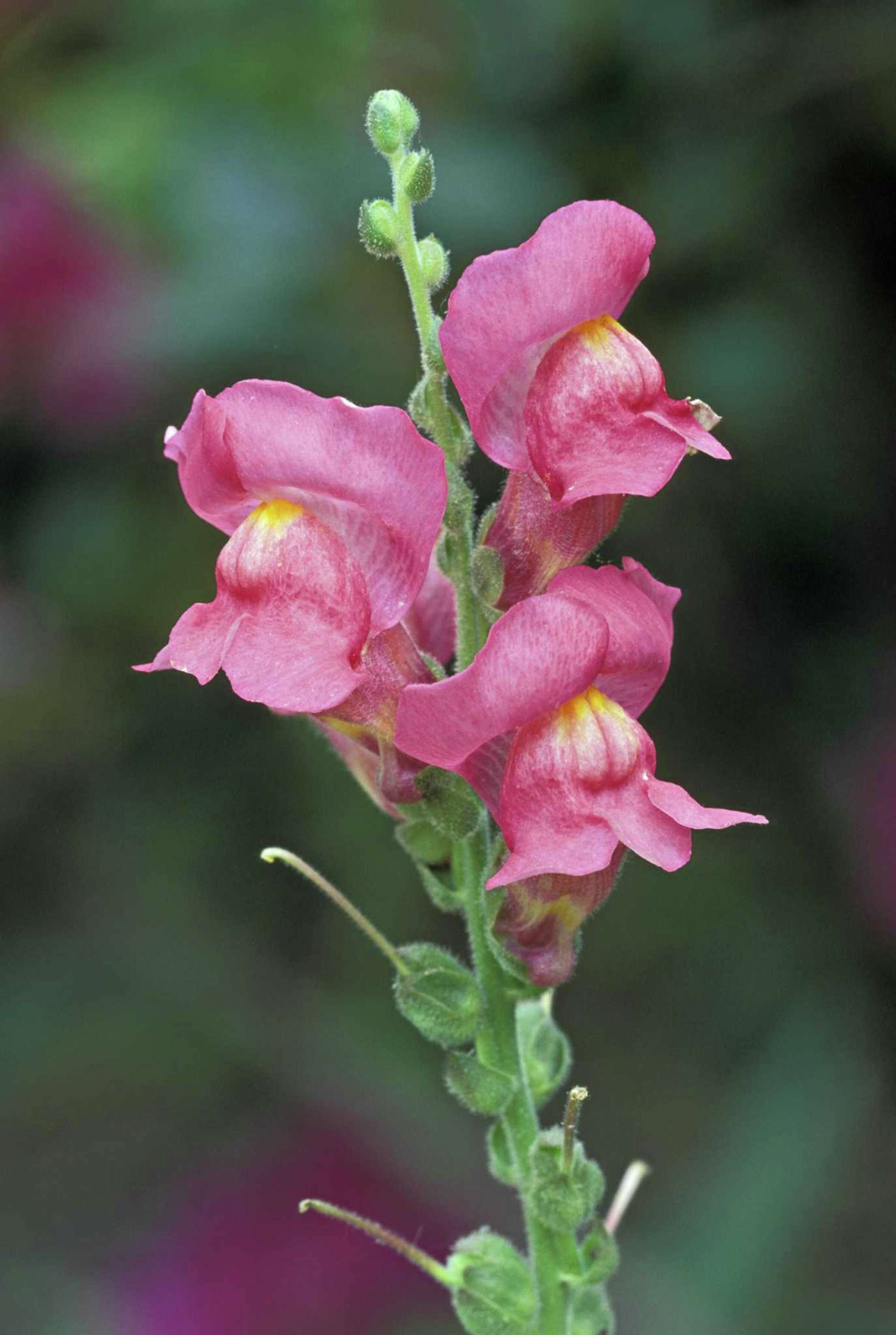 Calvin Finch: The flower annuals to plant now in San Antonio to get you ...