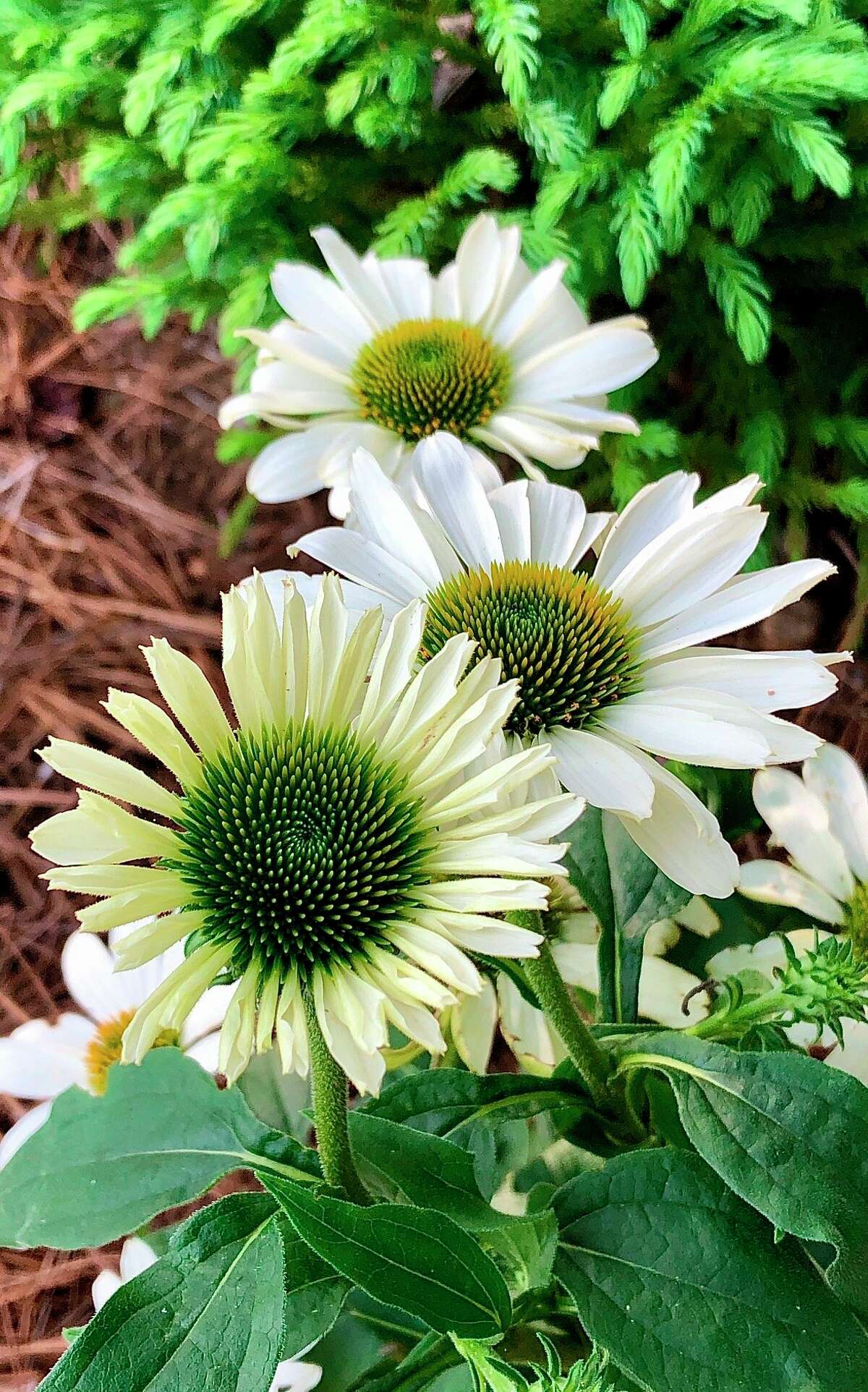 On Gardening: Color Coded coneflowers dazzling in performance