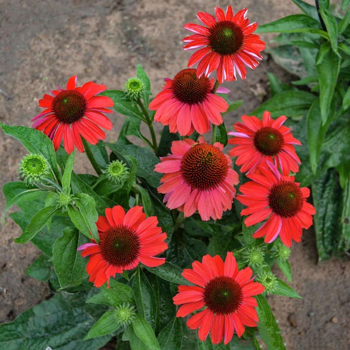 On Gardening: Color Coded coneflowers dazzling in performance