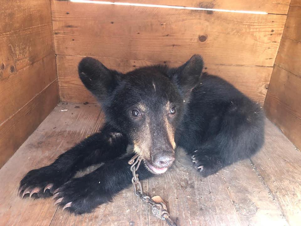 Black bear cub captured in Nuevo Laredo