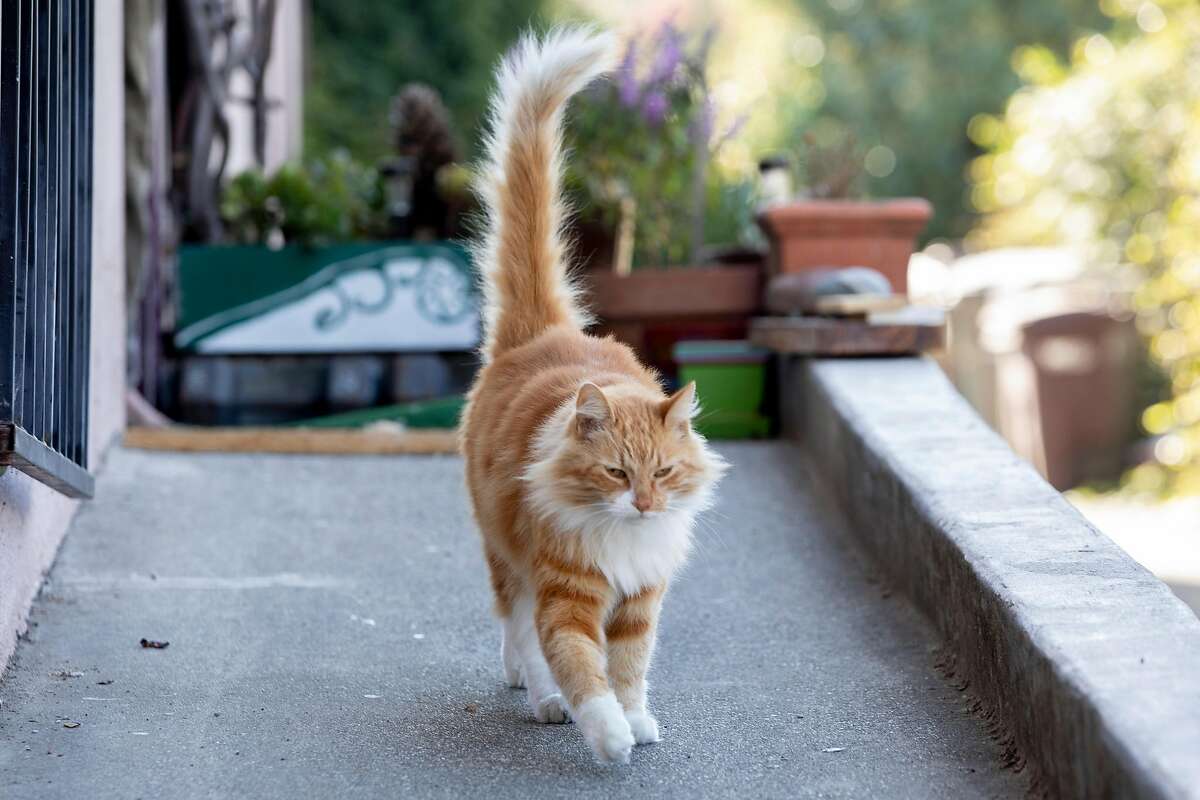 Cats and dogs running for ‘mayor’ in Oakland are a fuzzy antidote to ...