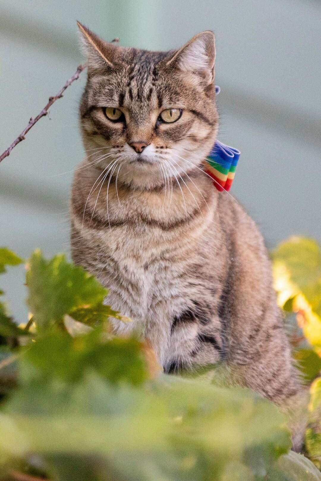 Cats and dogs running for ‘mayor’ in Oakland are a fuzzy antidote to ...