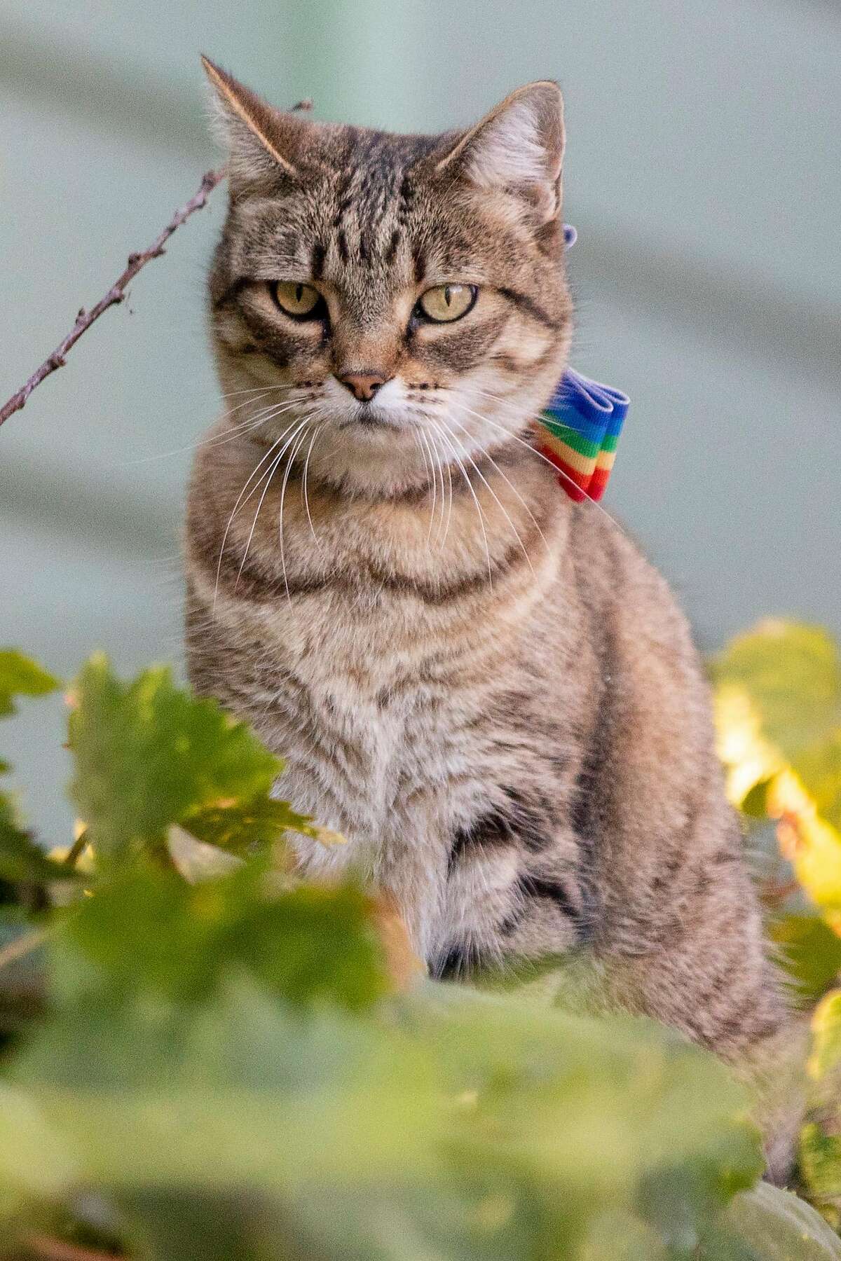 Cats and dogs running for ‘mayor’ in Oakland are a fuzzy antidote to ...