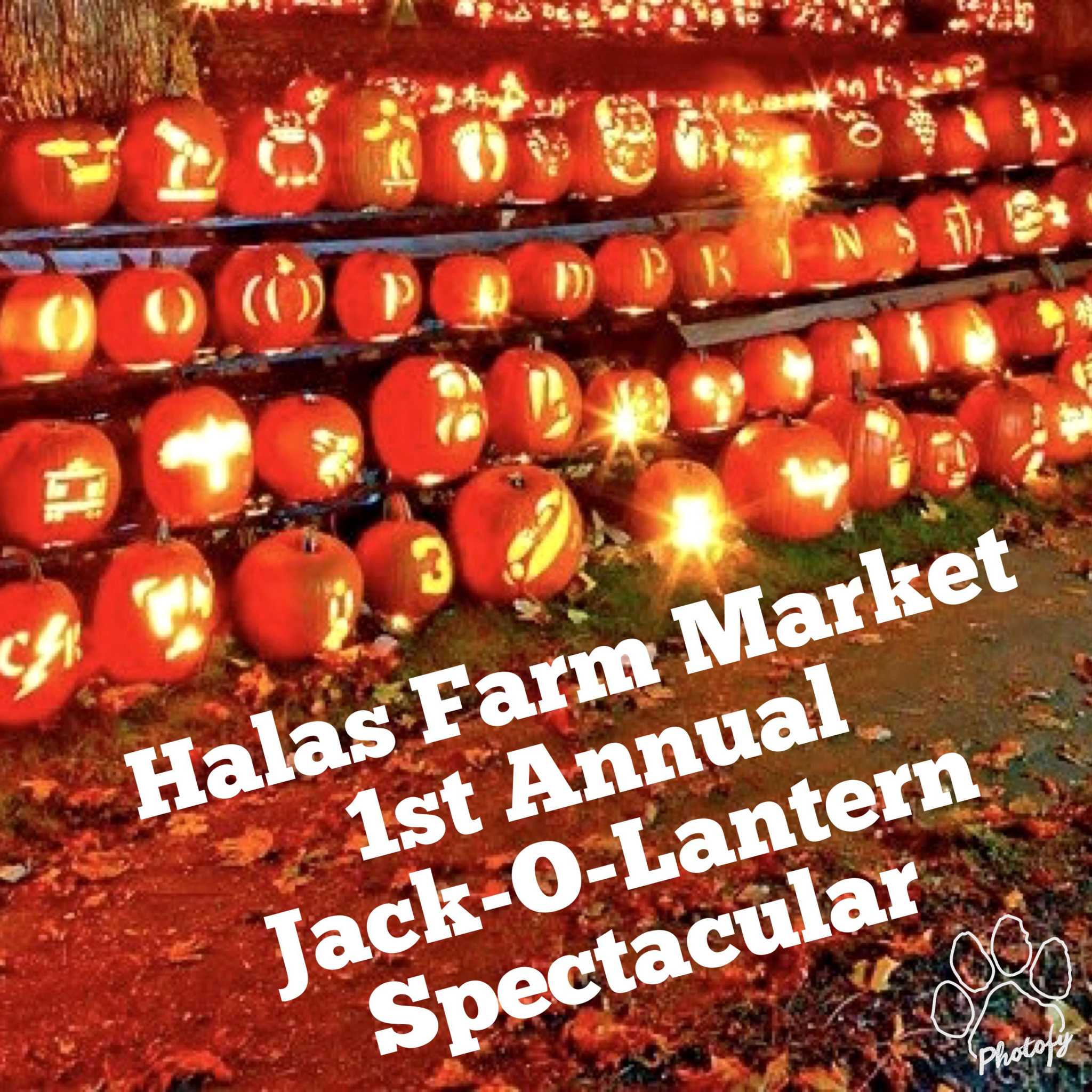 Danbury farm aiming to break jack-o’-lantern world record