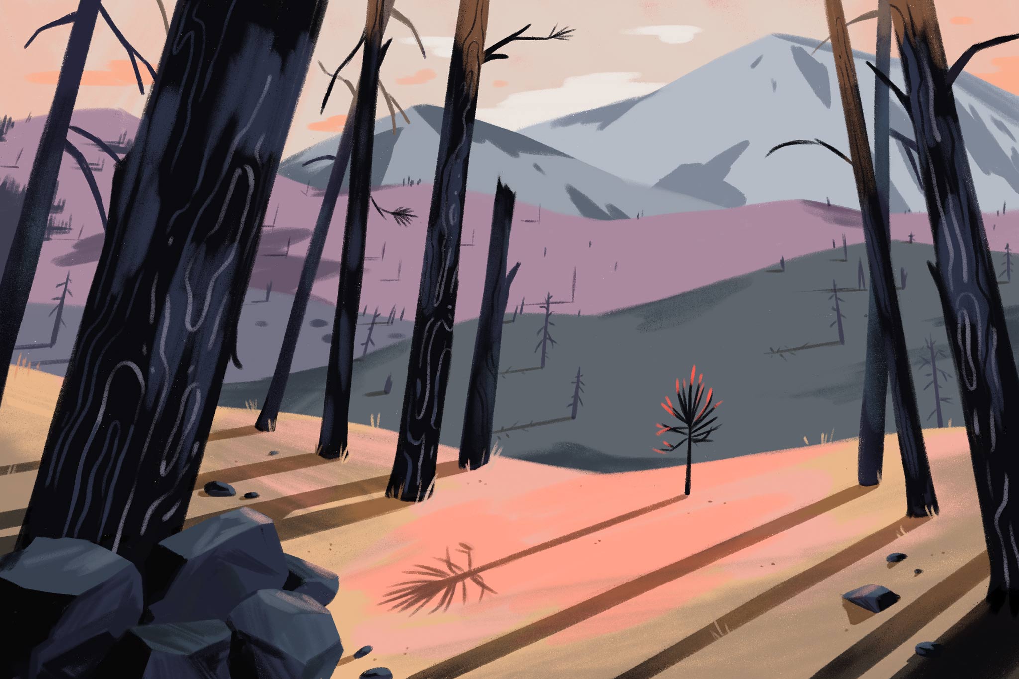 Why California's 4 million scorched acres is not all bad news