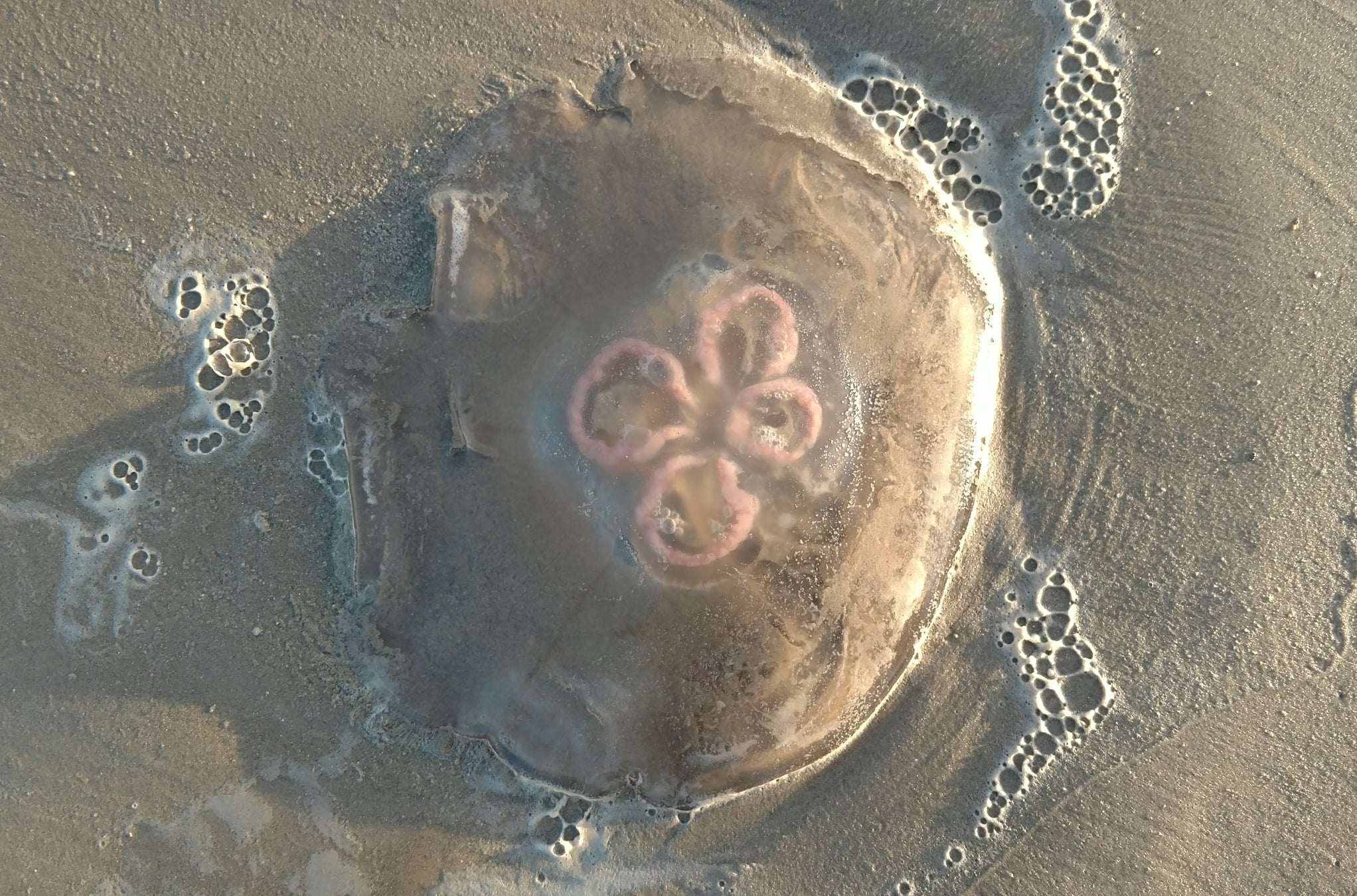 'Beware The Blob!': Padre Island alerts visitors about thousands of ...