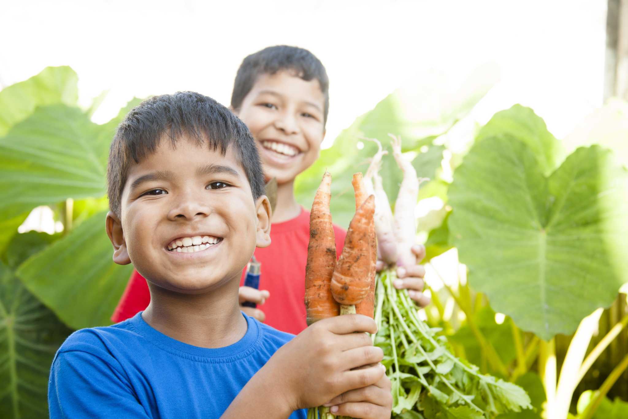 Calvin Finch: Good fall plants to grow from seed in your San Antonio garden