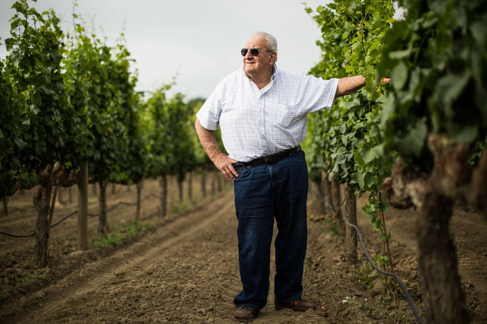 Rochioli Vineyards has deep roots in Healdsburg