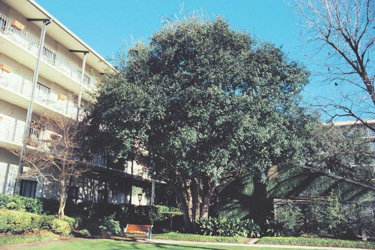 Calvin Finch: Great native Texas trees to plant for shade in your San ...