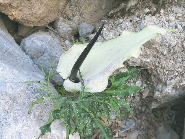 Spooky and scary plants can be fun, too