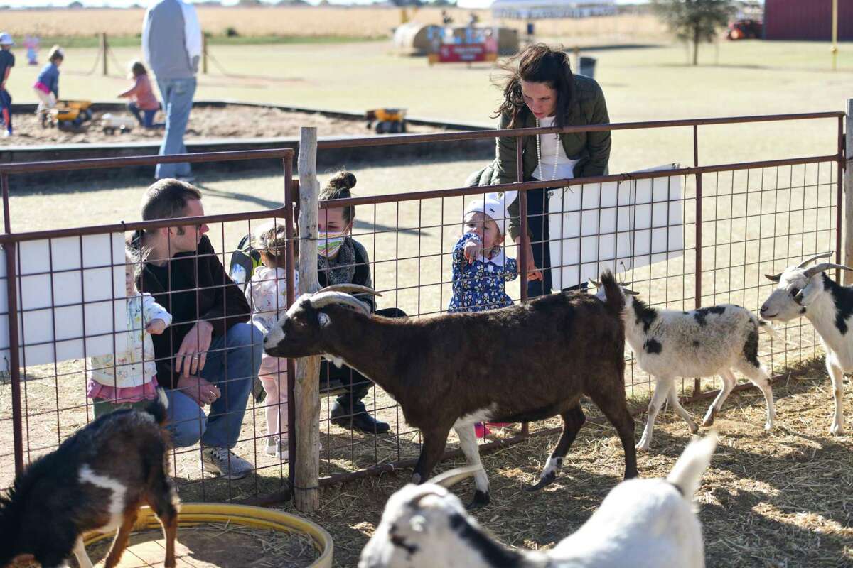 Fiddlesticks Farms in Midland opens for 15th season