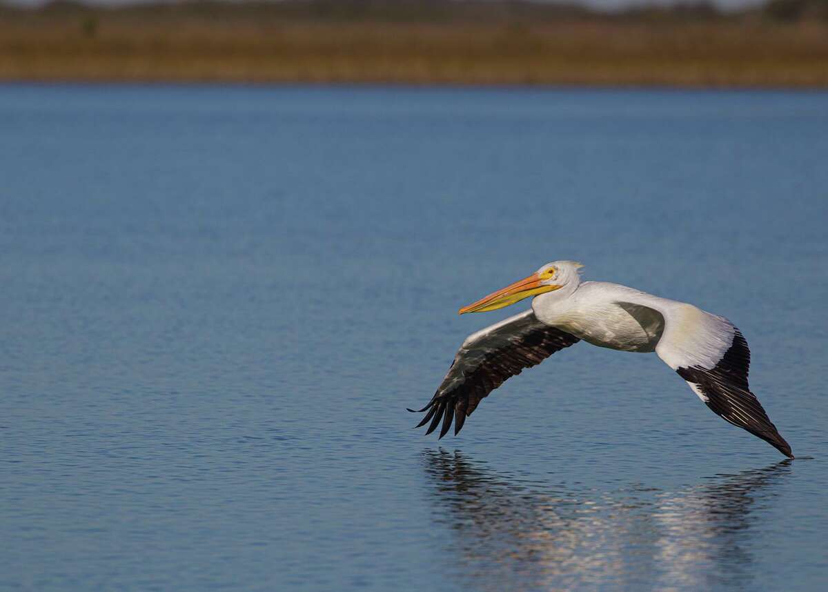 White pelicans in flight are the picture of peaceful cooperation
