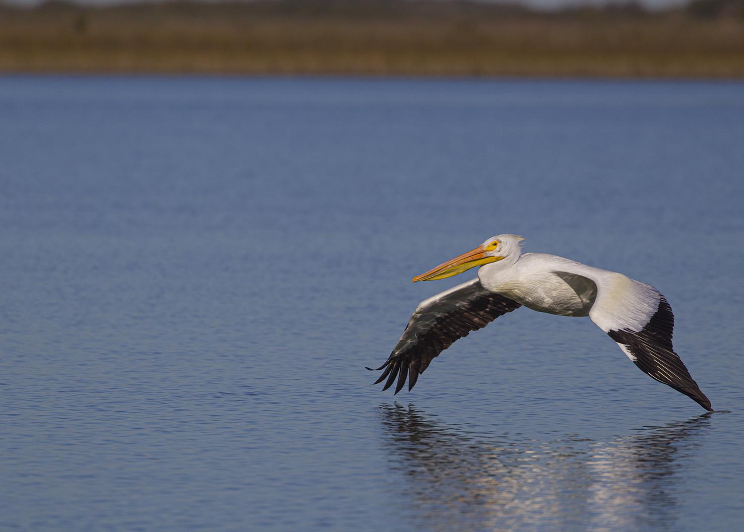 White pelicans in flight are the picture of peaceful cooperation