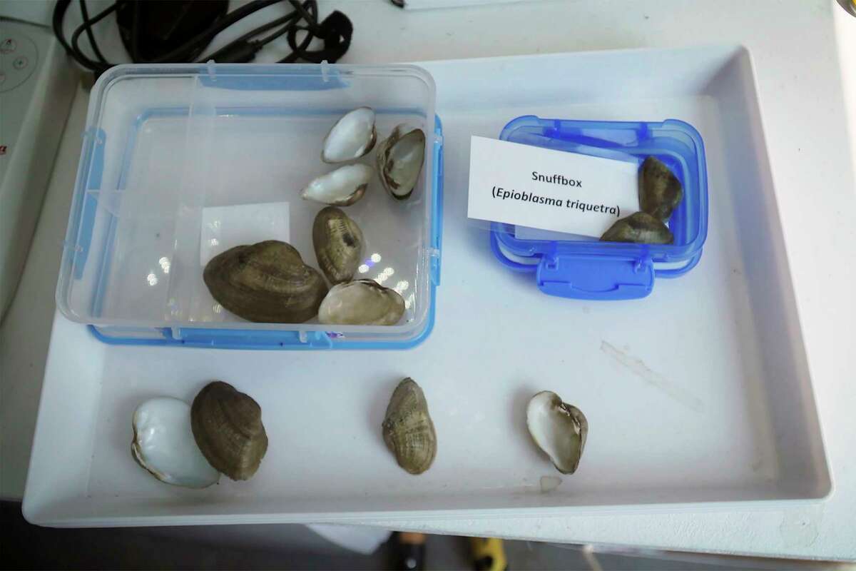 SHOWCASING THE DNR: Growing nature's clean-water engineers