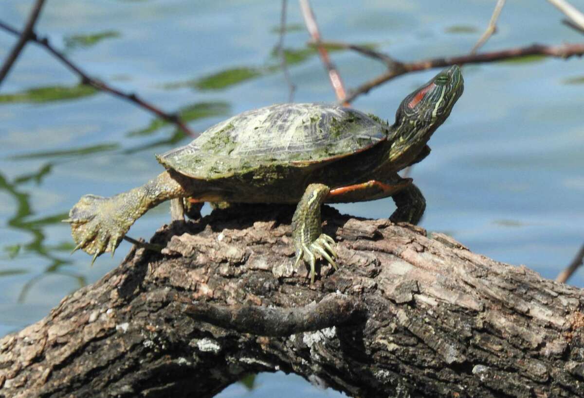 Red-eared sliders: Texas turtles need to soak in the sun, so they’re ...