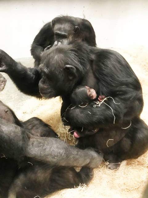 Saint Louis Zoo chimpanzee troop expands with birth