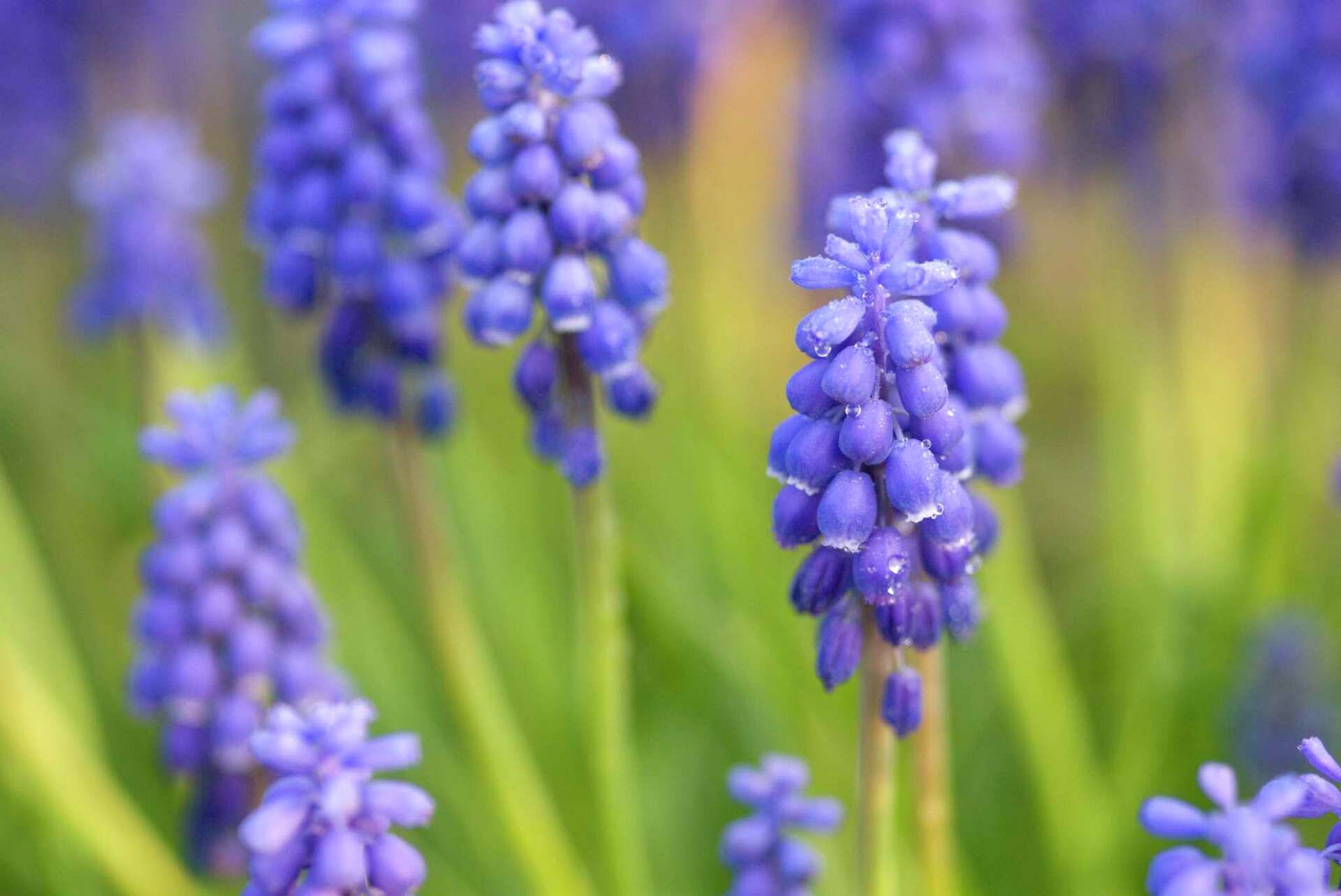 How to grow spring bulbs in Houston