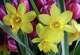 How to grow spring bulbs in Houston