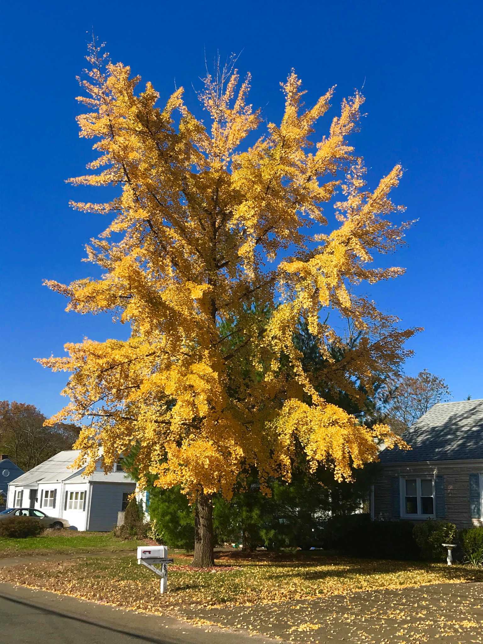 Hamden commission names October notable tree