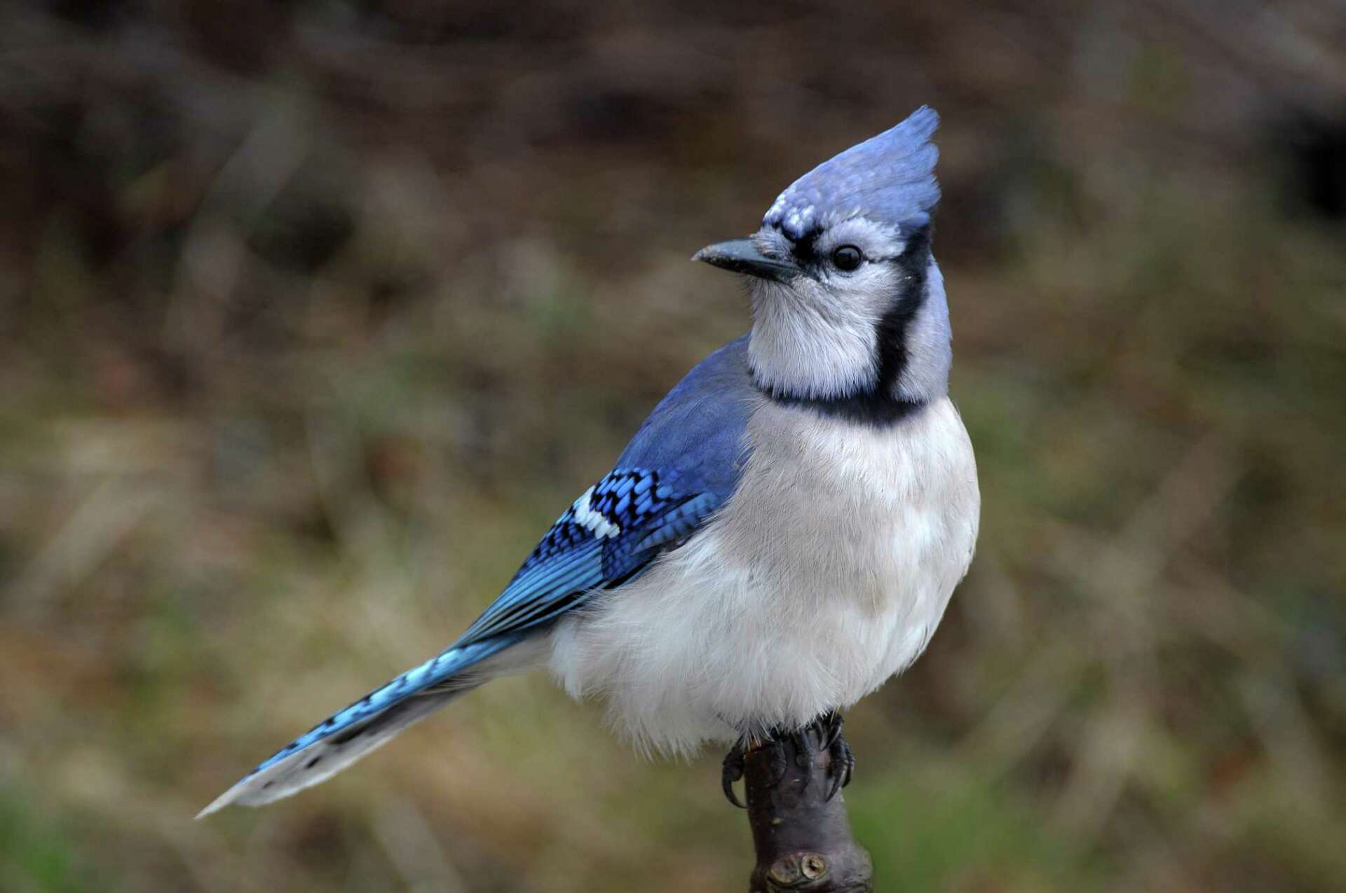 San Antonio’s blue jay birds have a bold color and a brash bird call to ...