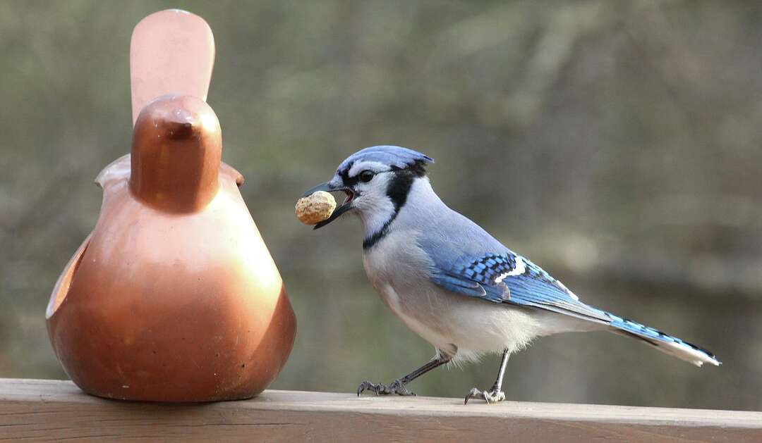 San Antonio’s blue jay birds have a bold color and a brash bird call to ...