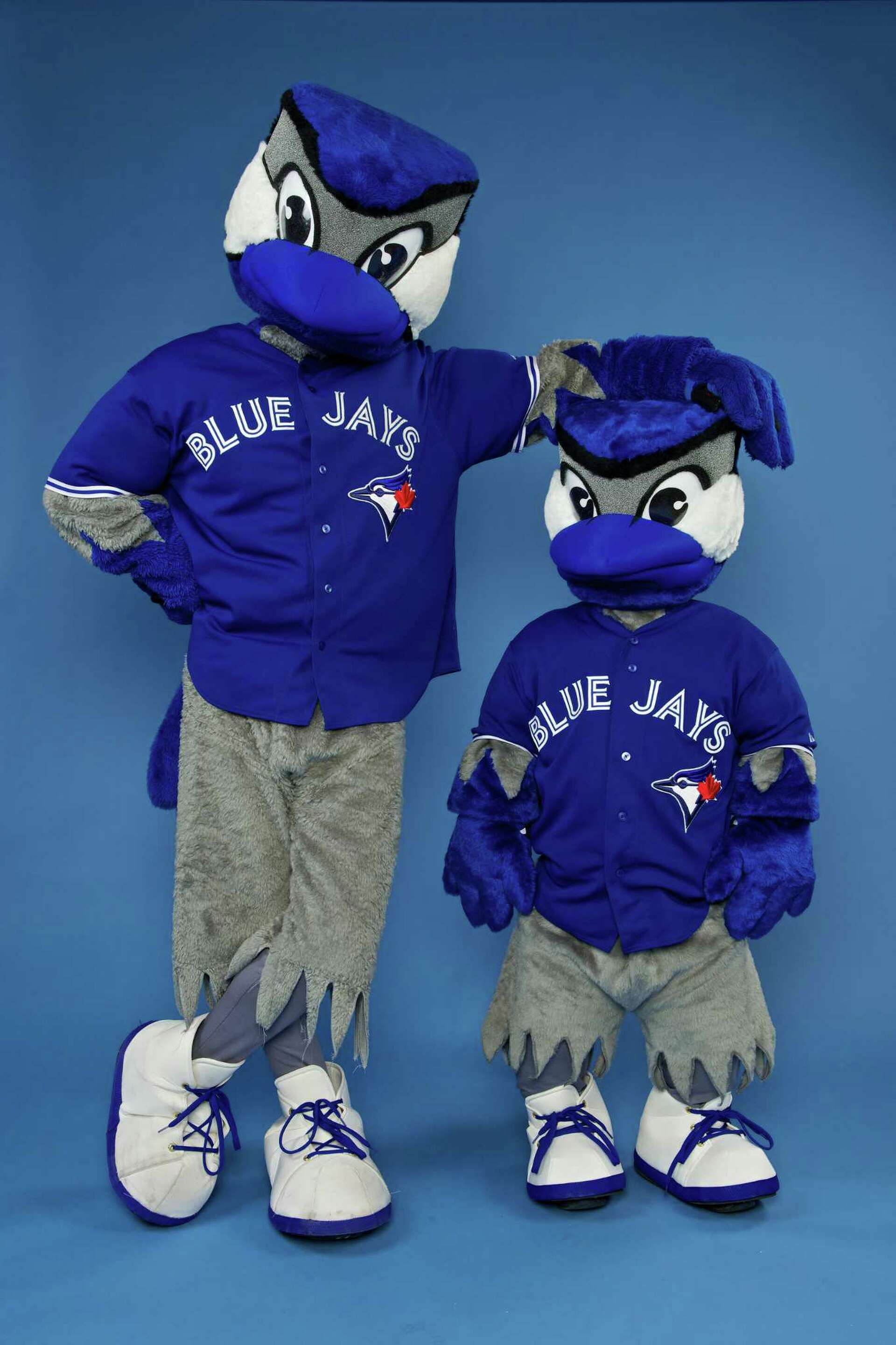 San Antonio’s blue jay birds have a bold color and a brash bird call to ...