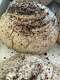 This San Antonio bakery is selling a concha made with Oreo cookies for ...