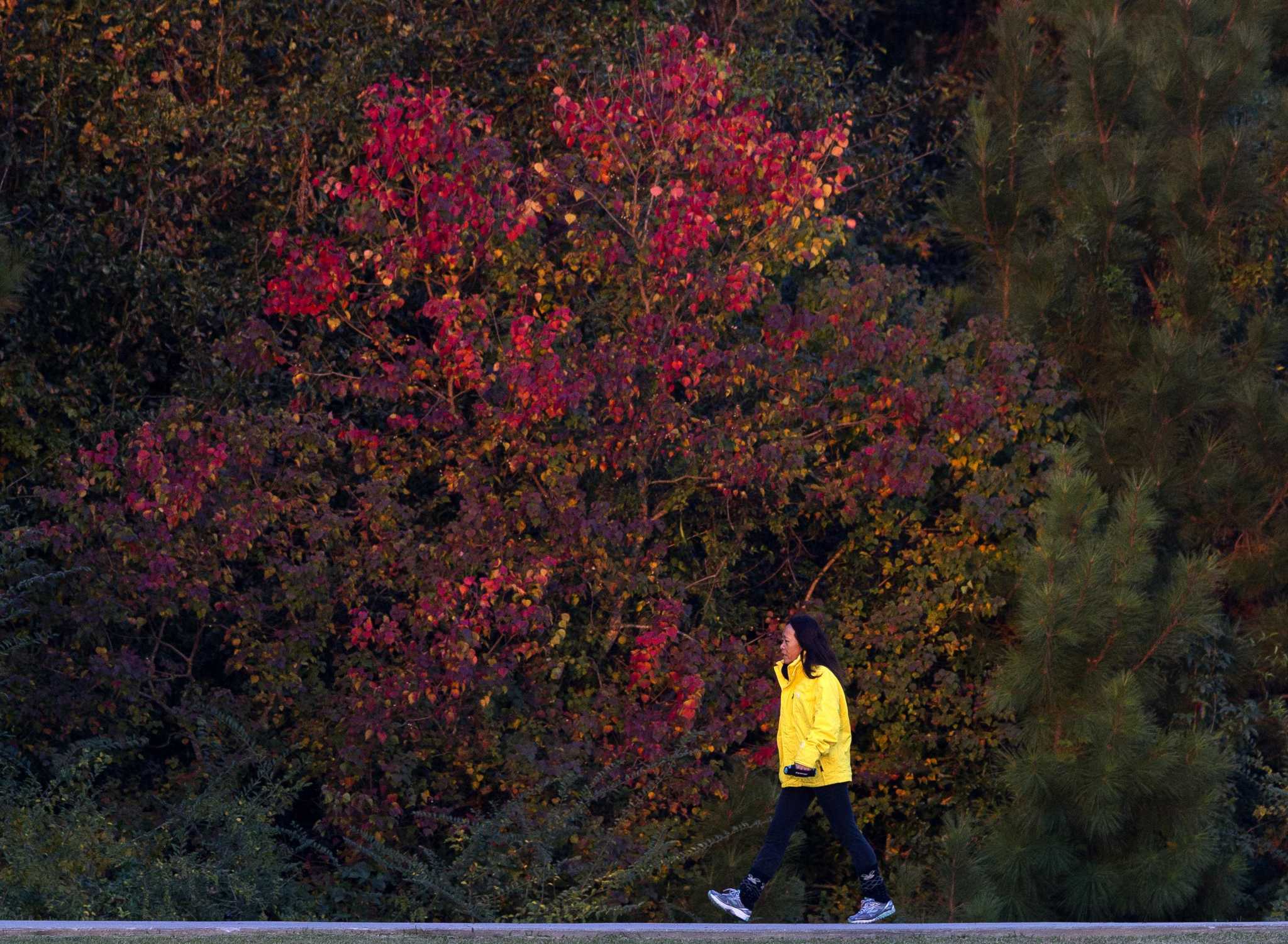 Conroe adds ‘care’ to tree ordinance as it pursues designation