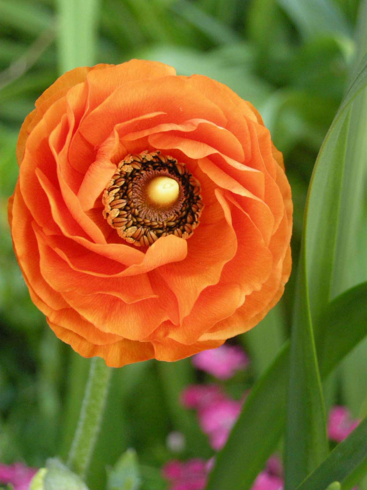 Here’s what to plant in the fall for a spring cutting garden in Houston