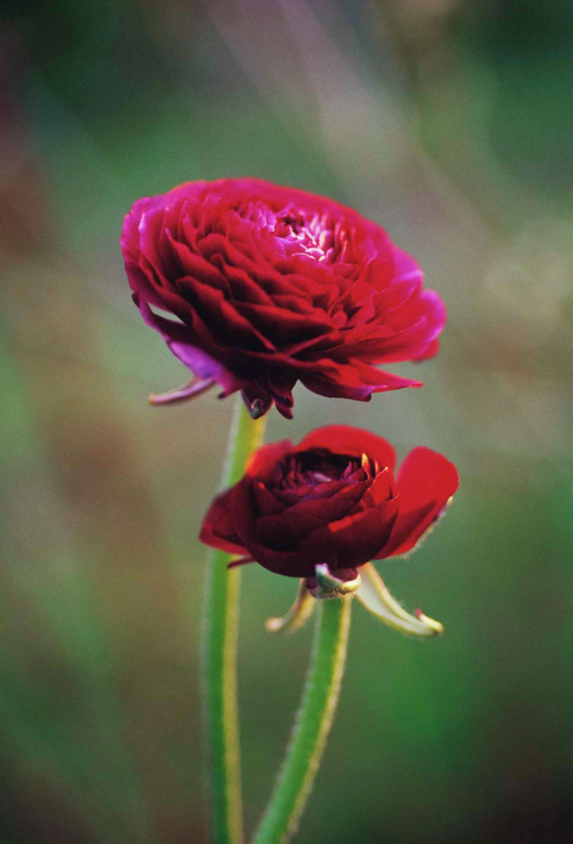 Here’s what to plant in the fall for a spring cutting garden in Houston